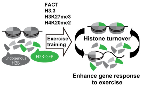 Histone Modification: A Mechanism for Regulating Skeletal Muscle ...