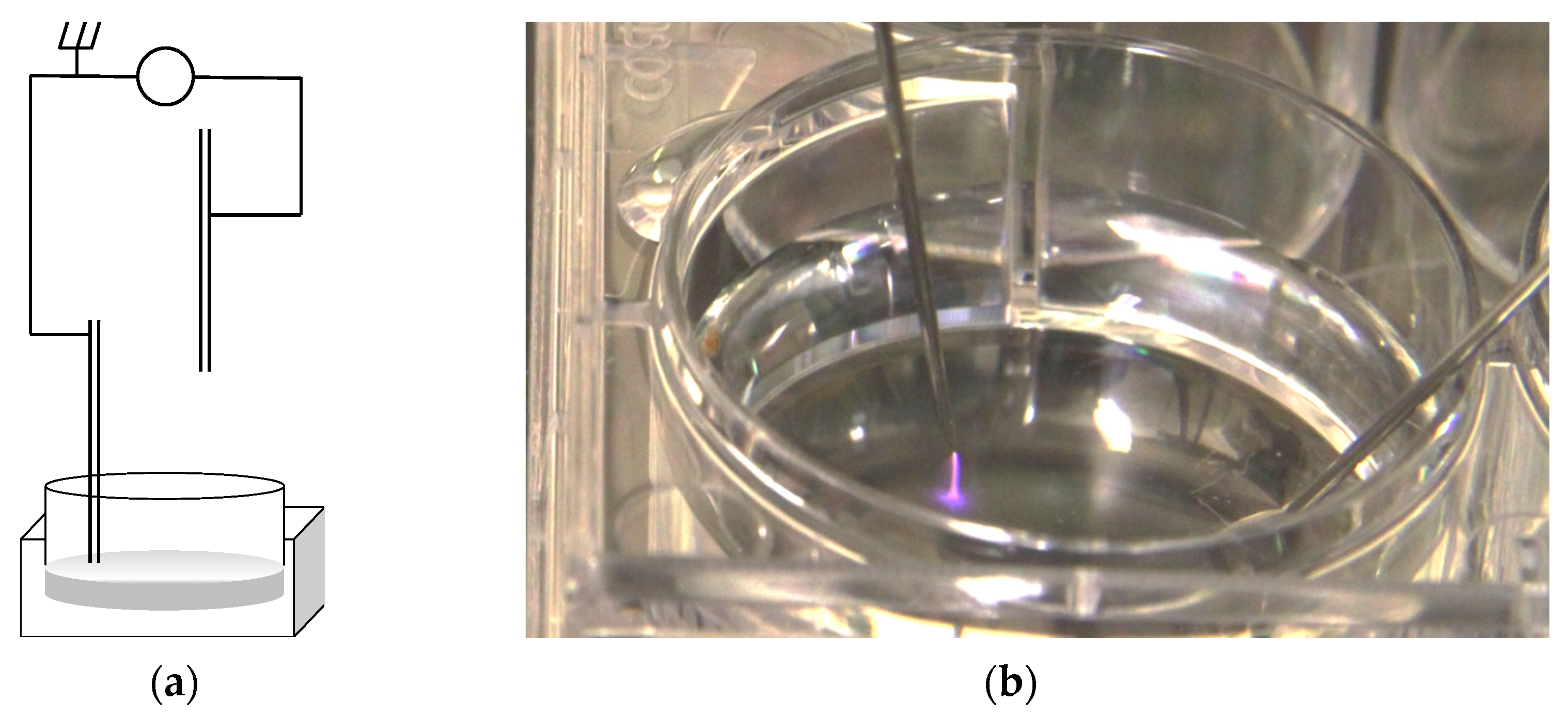 Open-Air Cold Plasma Device Leads to Selective Tumor Cell Cytotoxicity