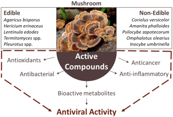 Mushroom Nutrition as Preventative Healthcare in Sub-Saharan Africa