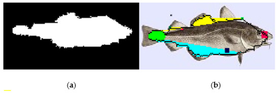 Measurement of Fish Morphological Features through Image Processing and ...