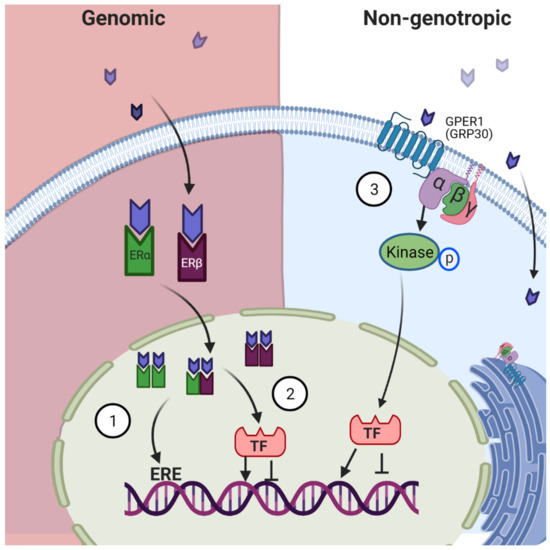 Estrogen Signaling in Bone