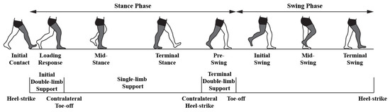 Effects of Tendon Release Surgery on Inter-Limb Leg Stiffness Control ...