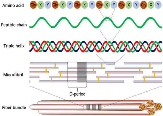Collagen Structure