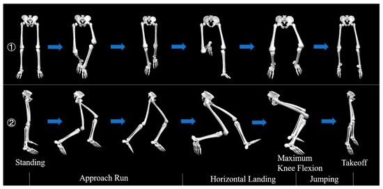 Analysis of Different Stop-Jumping Strategies on the Biomechanical ...
