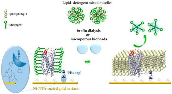 Why Do Tethered-Bilayer Lipid Membranes Suit for Functional Membrane ...