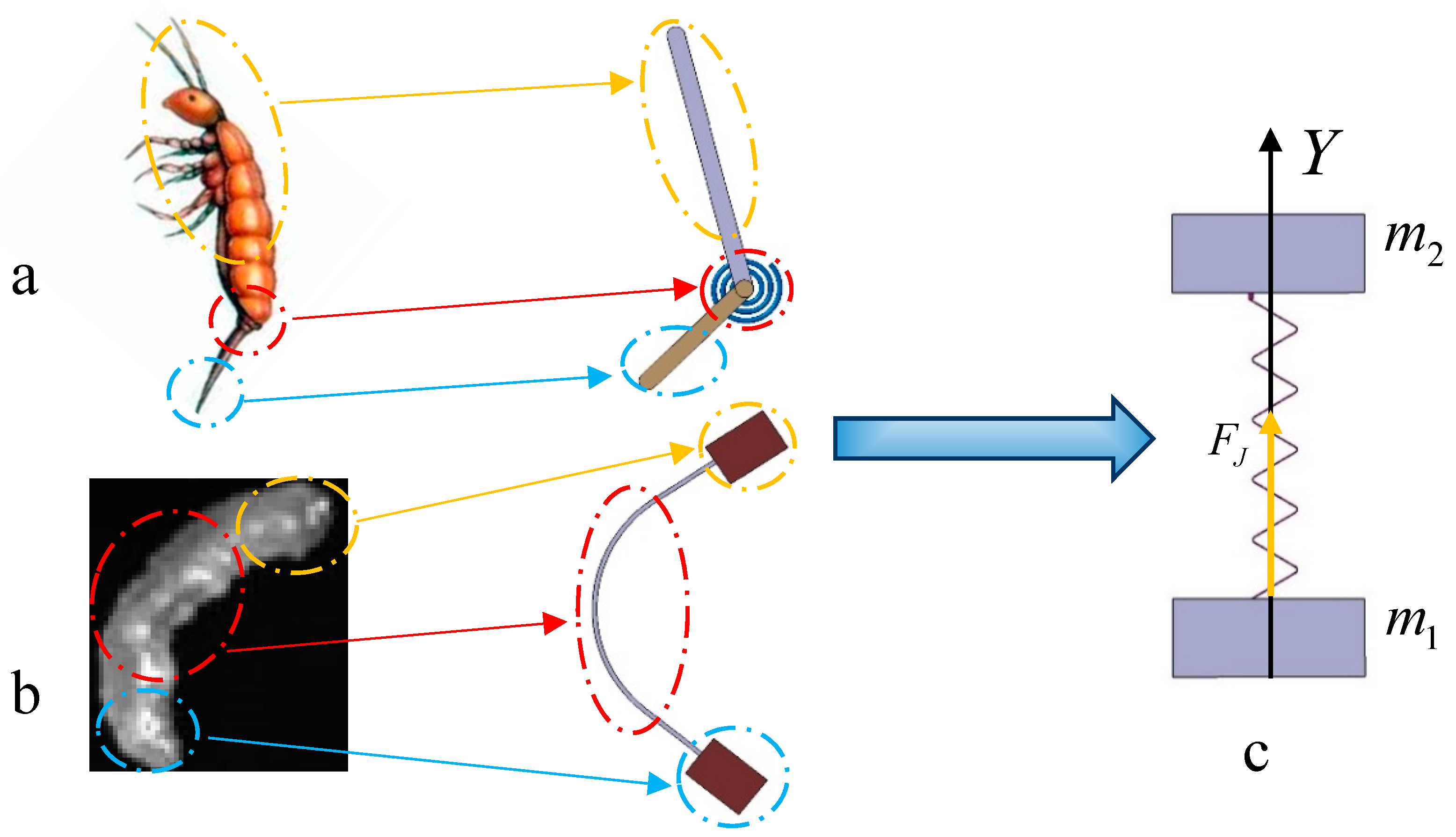 A Biologically Inspired Height-Adjustable Jumping Robot
