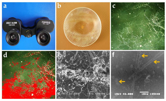 Identification of Fungal Community Associated with Deterioration of ...