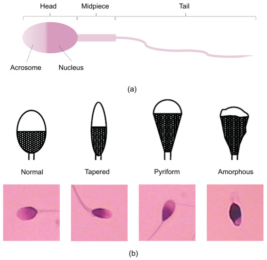Automatic Microscopy Analysis with Transfer Learning for Classification ...