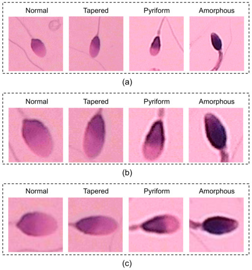 Applied Sciences | Free Full-Text | Automatic Microscopy Analysis with Transfer Learning for ...