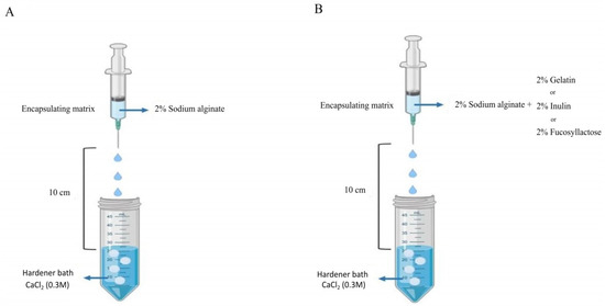 Effects of 2′-Fucosyllactose-Based Encapsulation on Probiotic ...