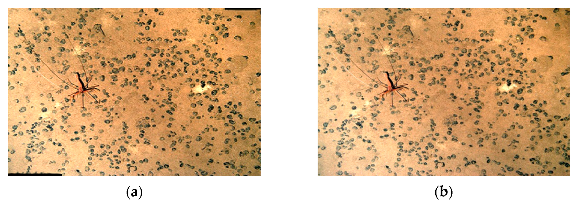 Applied Sciences | Free Full-Text | Underwater Image Mosaic Algorithm Based on Improved Image ...