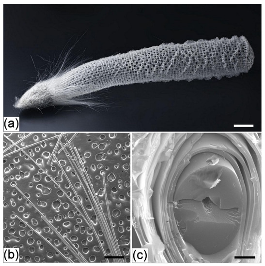 Silicon Compounds in Sponges