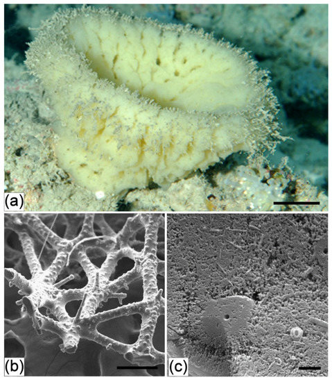 Silicon Compounds in Sponges