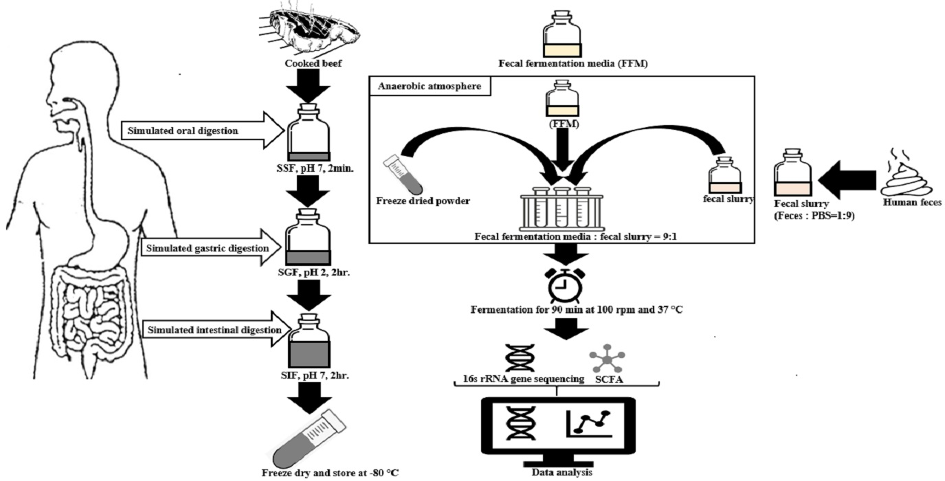 Applied Sciences | Free Full-Text | Dietary Intervention Induced ...