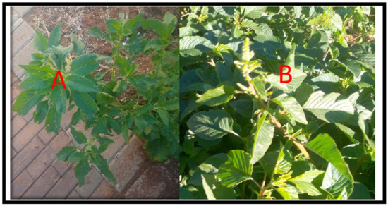 Underutilization Versus Nutritional-Nutraceutical Potential of the ...