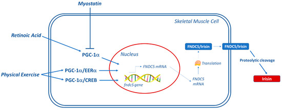 From Exercise to Cognitive Performance: Role of Irisin