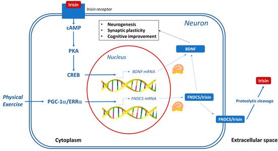 From Exercise to Cognitive Performance: Role of Irisin