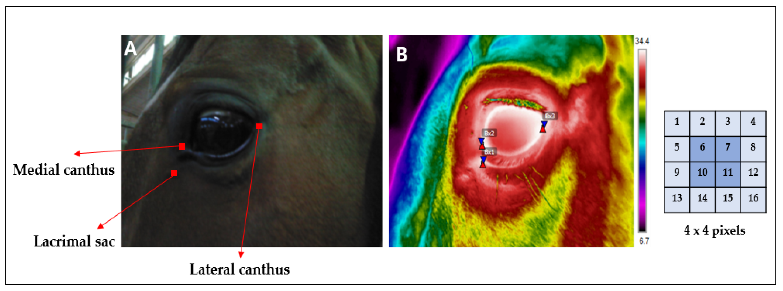 Seeing Eye Pony On Plane