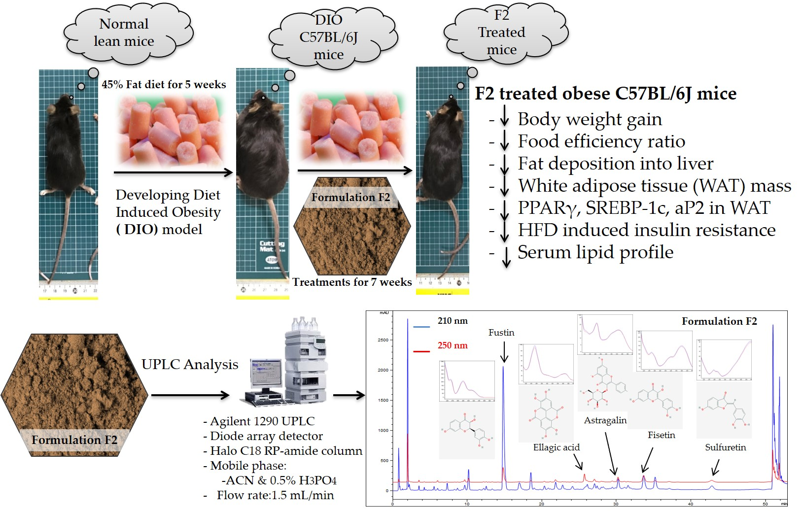 Applied Sciences | Free Full-Text | Evaluation of Anti-Obesity Activity ...