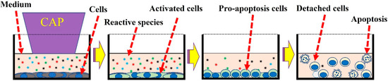 Cold Atmospheric Plasma Cancer Treatment, a Critical Review