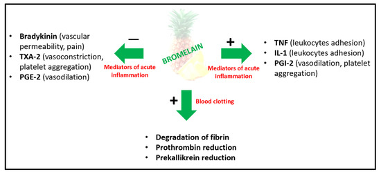 Recent Advances and Insights into Bromelain Processing ...