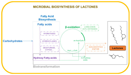 Microbial Biosynthesis of Lactones: Gaps and Opportunities towards ...