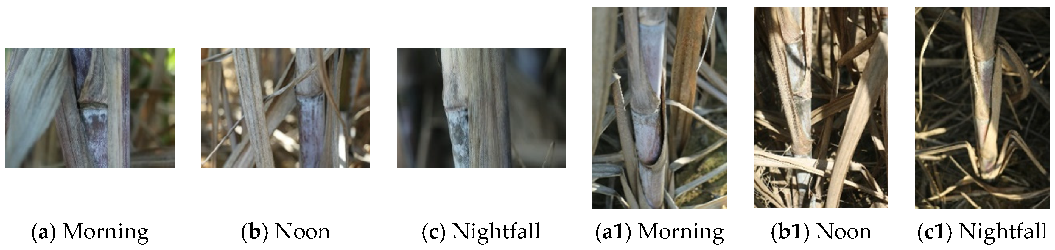 Sugarcane Stem Node Recognition in Field by Deep Learning Combining Data Expansion