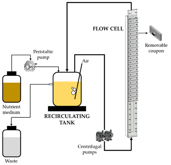 The Influence of Nutrient Medium Composition on Escherichia coli ...