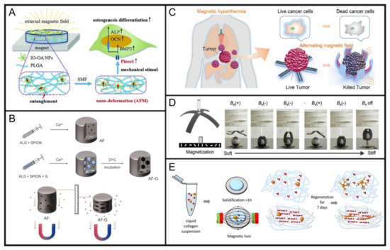 Tuning the Cell and Biological Tissue Environment through Magneto ...