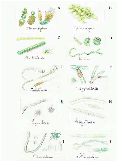 Freshwater Algae Identification