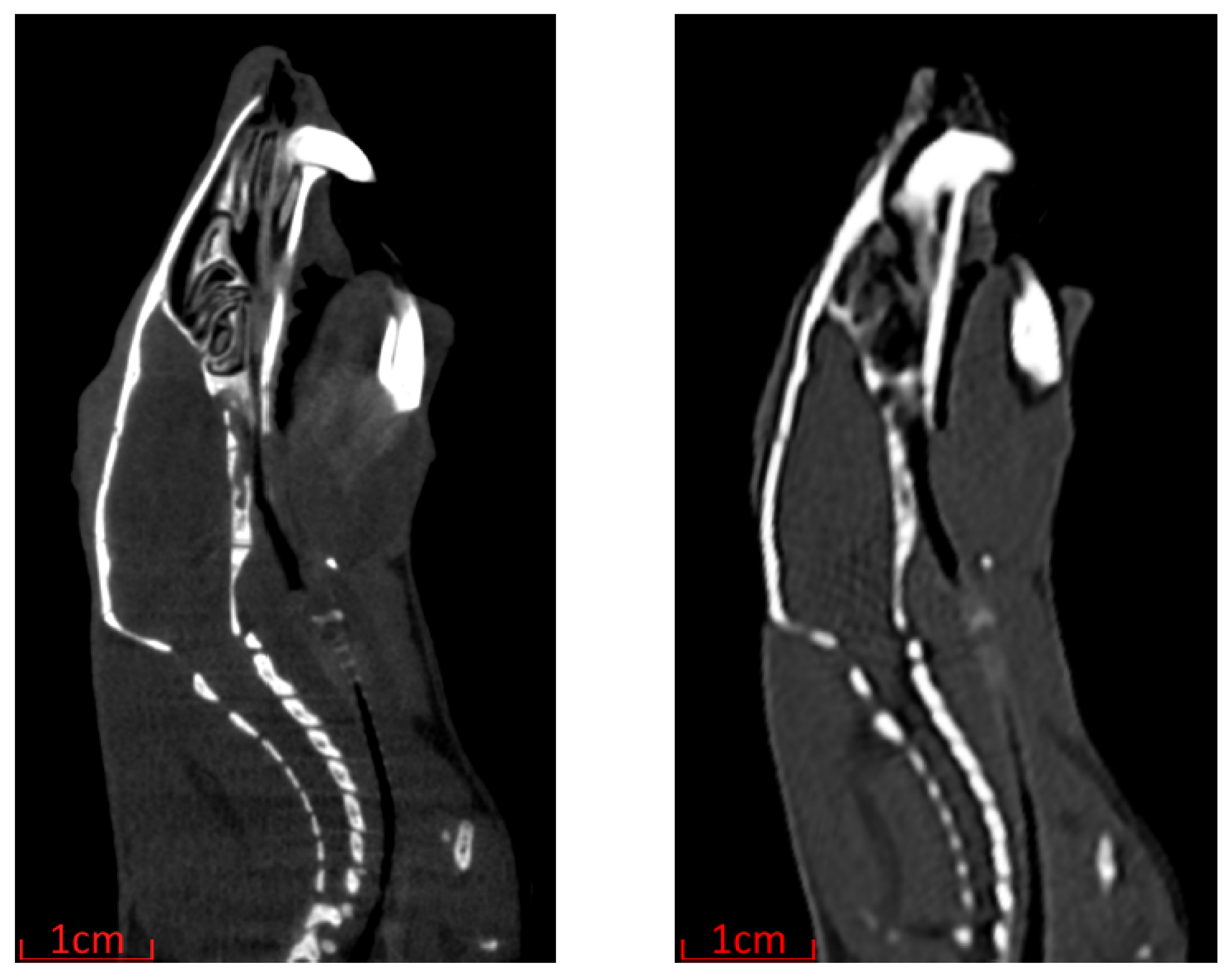 Incorporating Clinical Imaging into the Delivery of Microbeam Radiation ...