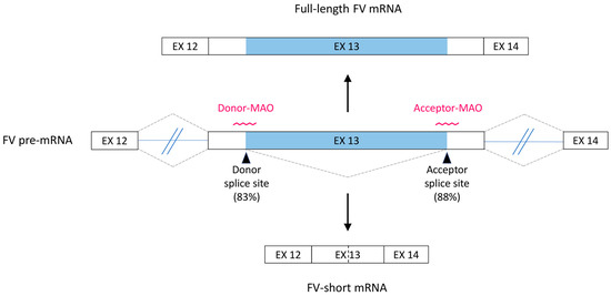 Antisense-Mediated Down-Regulation of Factor V-Short Splicing in a ...