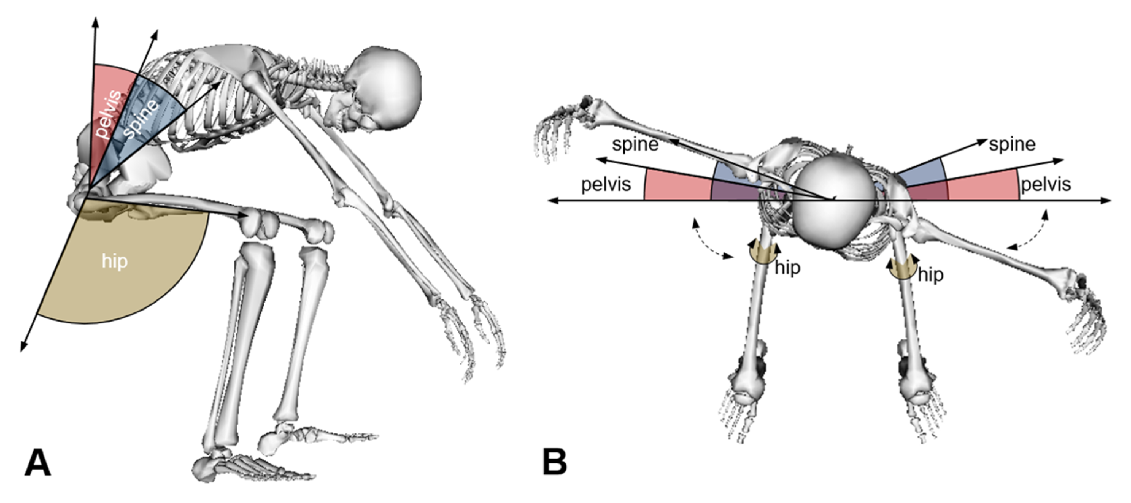 Spine Pelvis And Hip Kinematics—characterizing The Axial Plane In