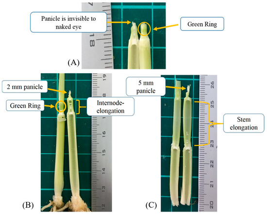 Assessment of the Rice Panicle Initiation by Using NDVI-Based ...