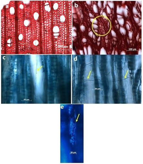 Microstructural and Chemical Characteristics of Archaeological White ...