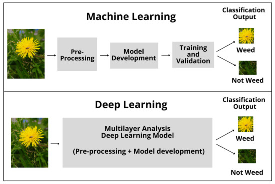 Weed Detection in Rice Fields Using Remote Sensing Technique: A Review