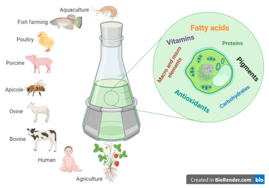 Microalgae: Potential for Bioeconomy in Food Systems