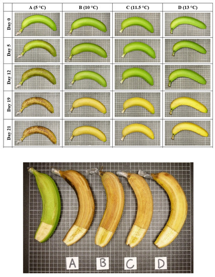 Comprehensive Assessment of the Dynamics of Banana Chilling Injury by ...