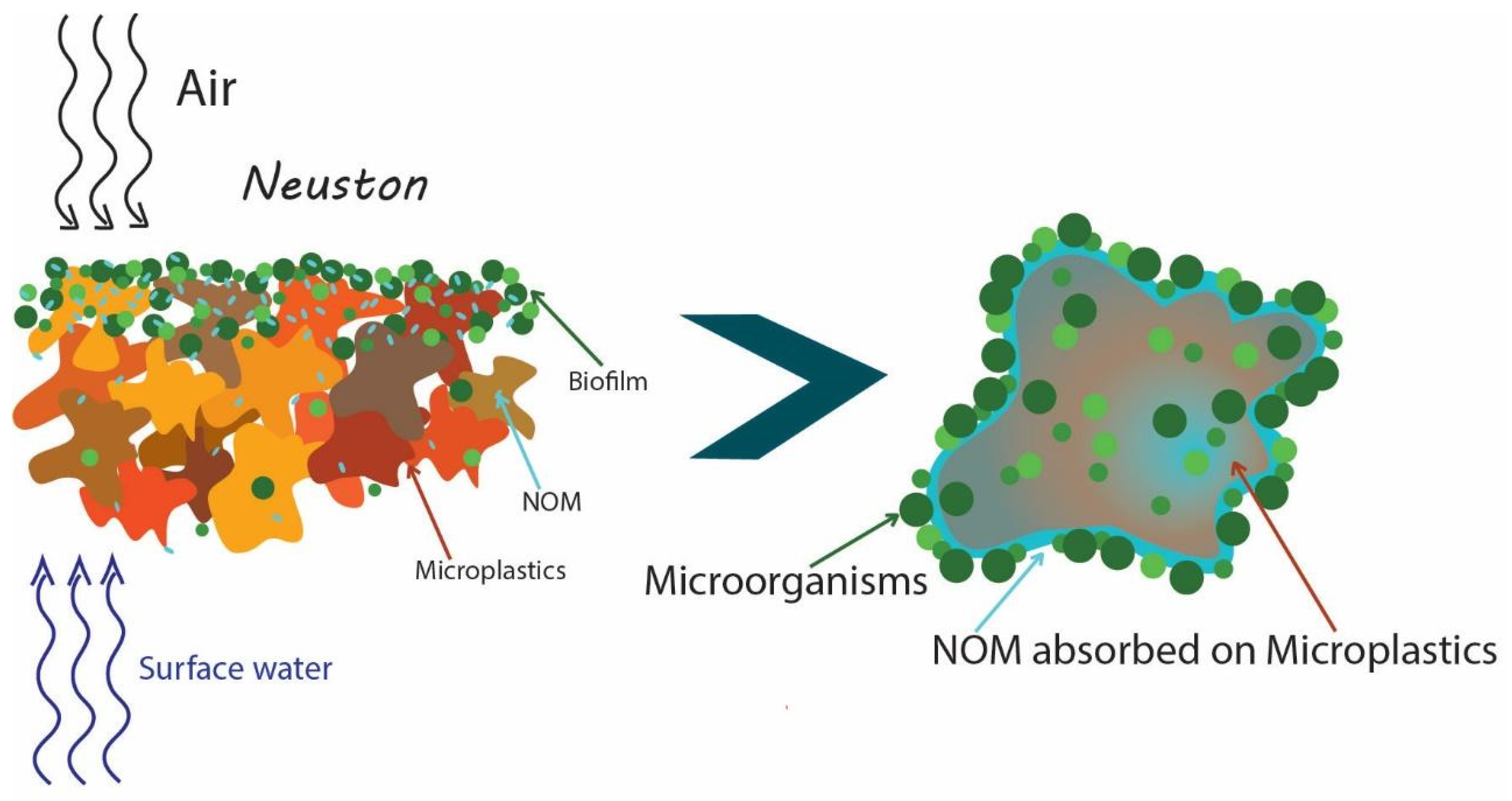Microbial Life on the Surface of Microplastics in Natural Waters