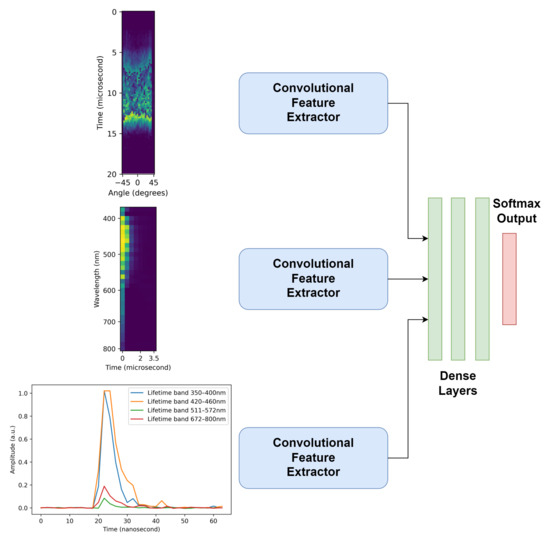 Multi-Input Convolutional Neural Networks for Automatic Pollen Classification