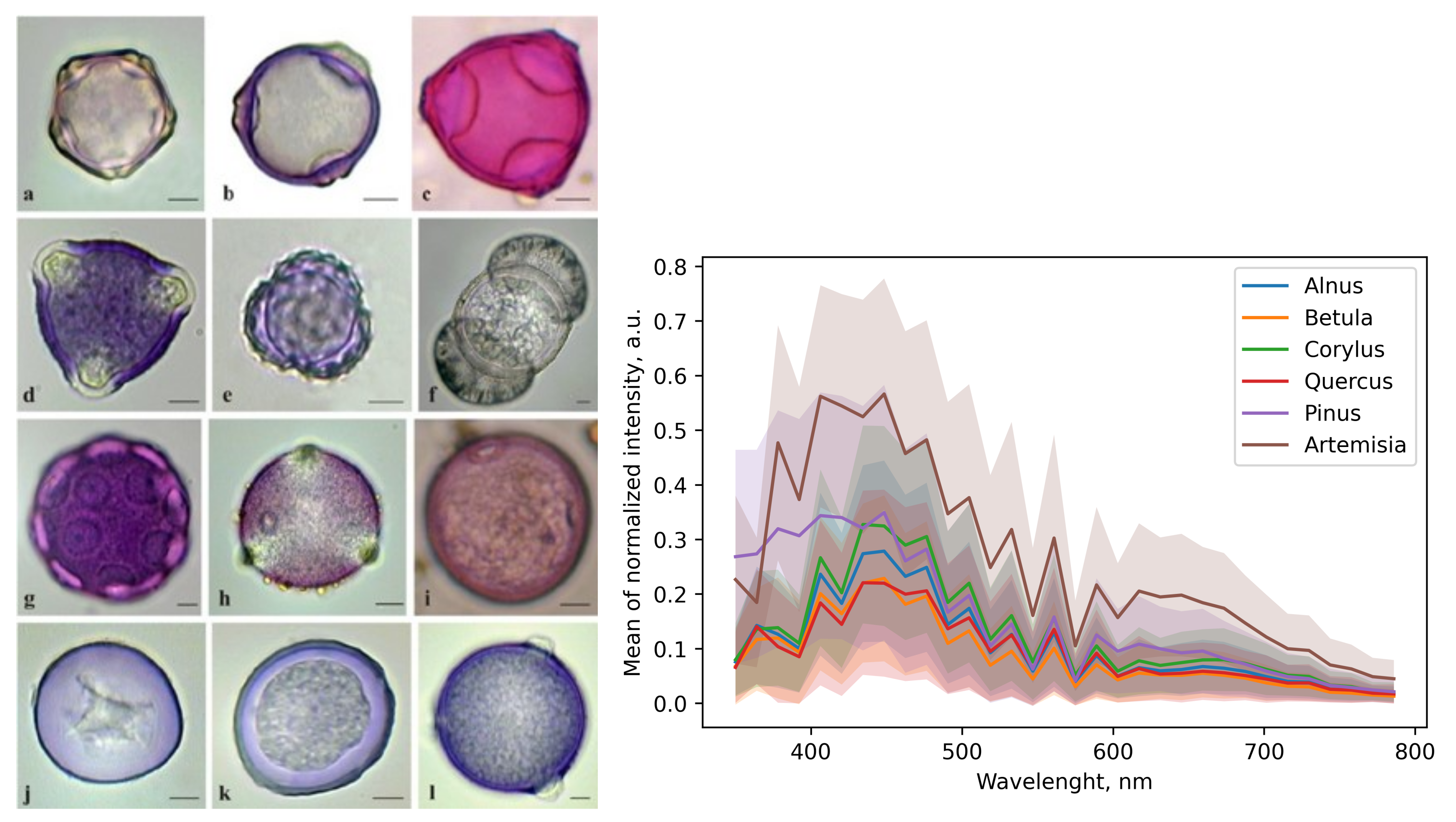 Multi-Input Convolutional Neural Networks for Automatic Pollen Classification