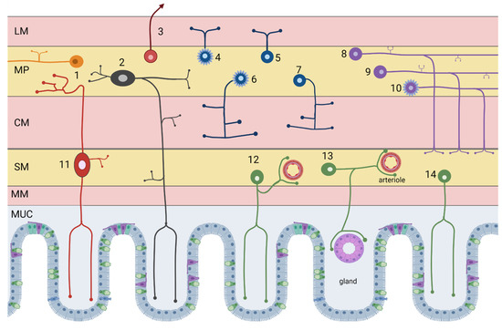The Enteric Nervous System and the Microenvironment of the Gut: The ...