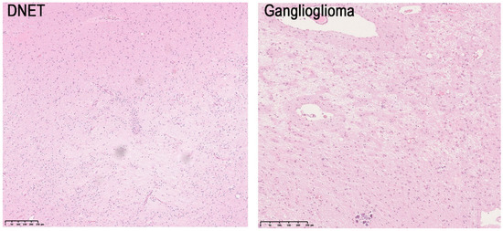 A Whole-Slide Image Managing Library Based on Fastai for Deep Learning ...