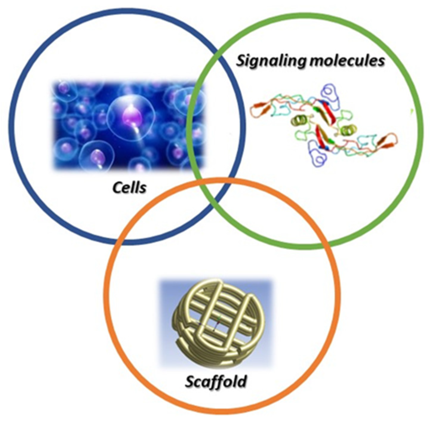 Magnetism in Dentistry: Review and Future Perspectives