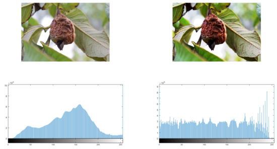 Guava Disease Detection Using Deep Convolutional Neural Networks: A ...