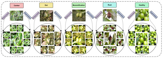 Guava Disease Detection Using Deep Convolutional Neural Networks: A ...