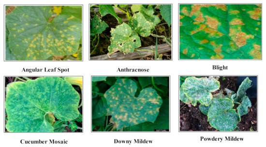 Cucumber Leaf Diseases Recognition Using Multi Level Deep Entropy-ELM Feature Selection