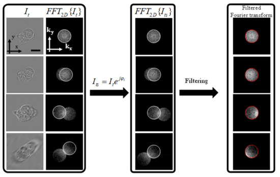 Optical Diffraction Tomography Using Nearly In-Line Holography with a ...