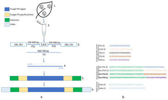 Optimization of Protocol for Construction of Fungal ITS Amplicon Library for High-Throughput ...