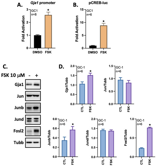 Members of the AP-1 Family of Transcription Factors Regulate the ...
